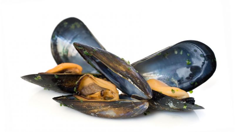 Mosselen – Informatie Begin