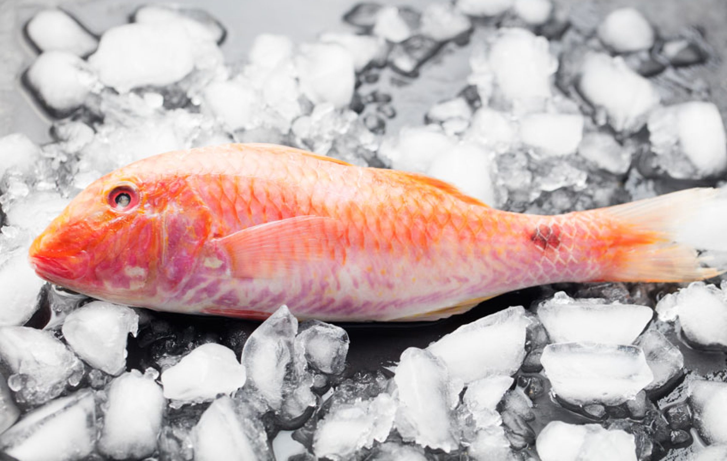 Roodbaars – Informatie Begin