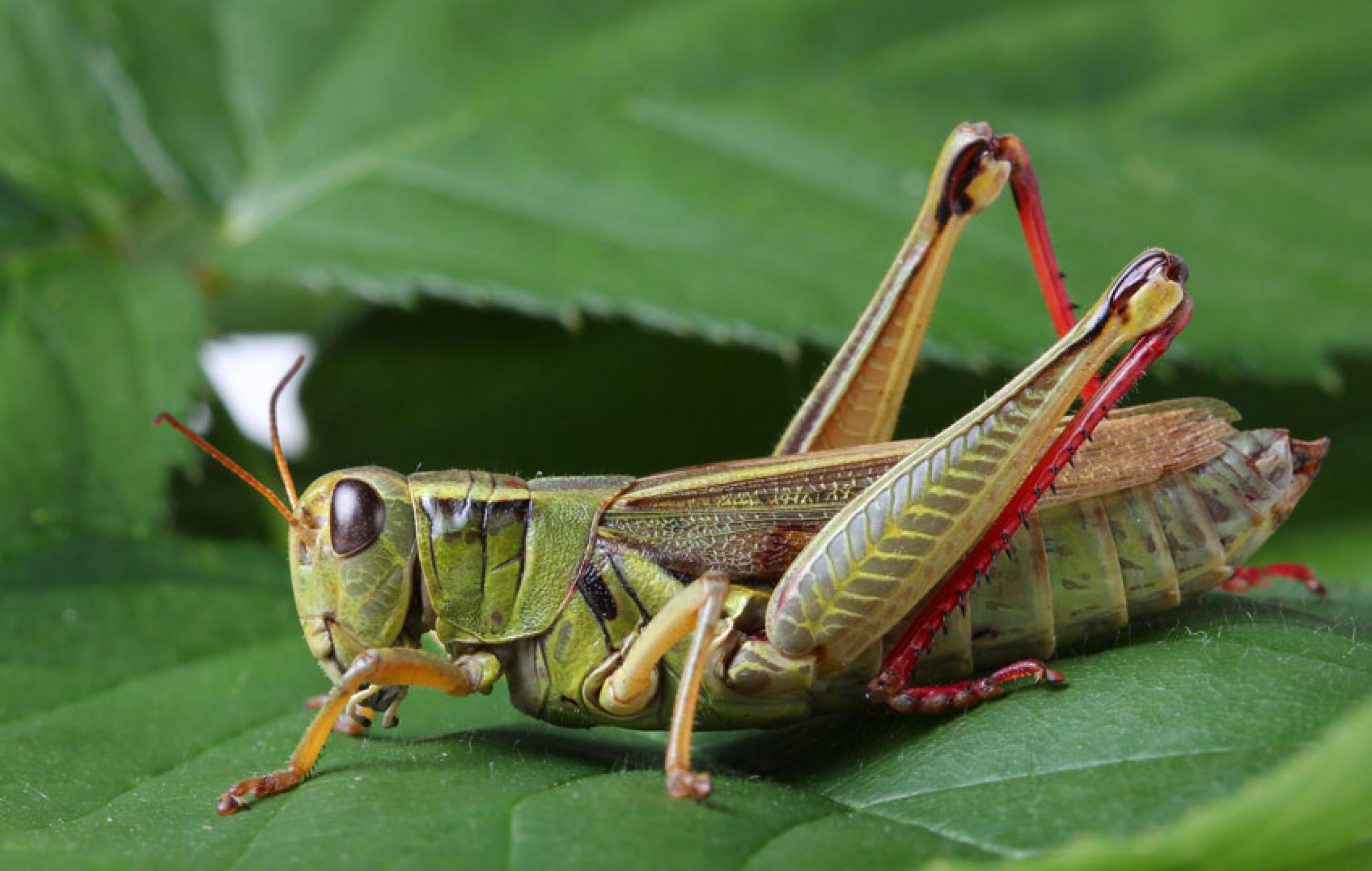 Sprinkhaan – Informatie Begin