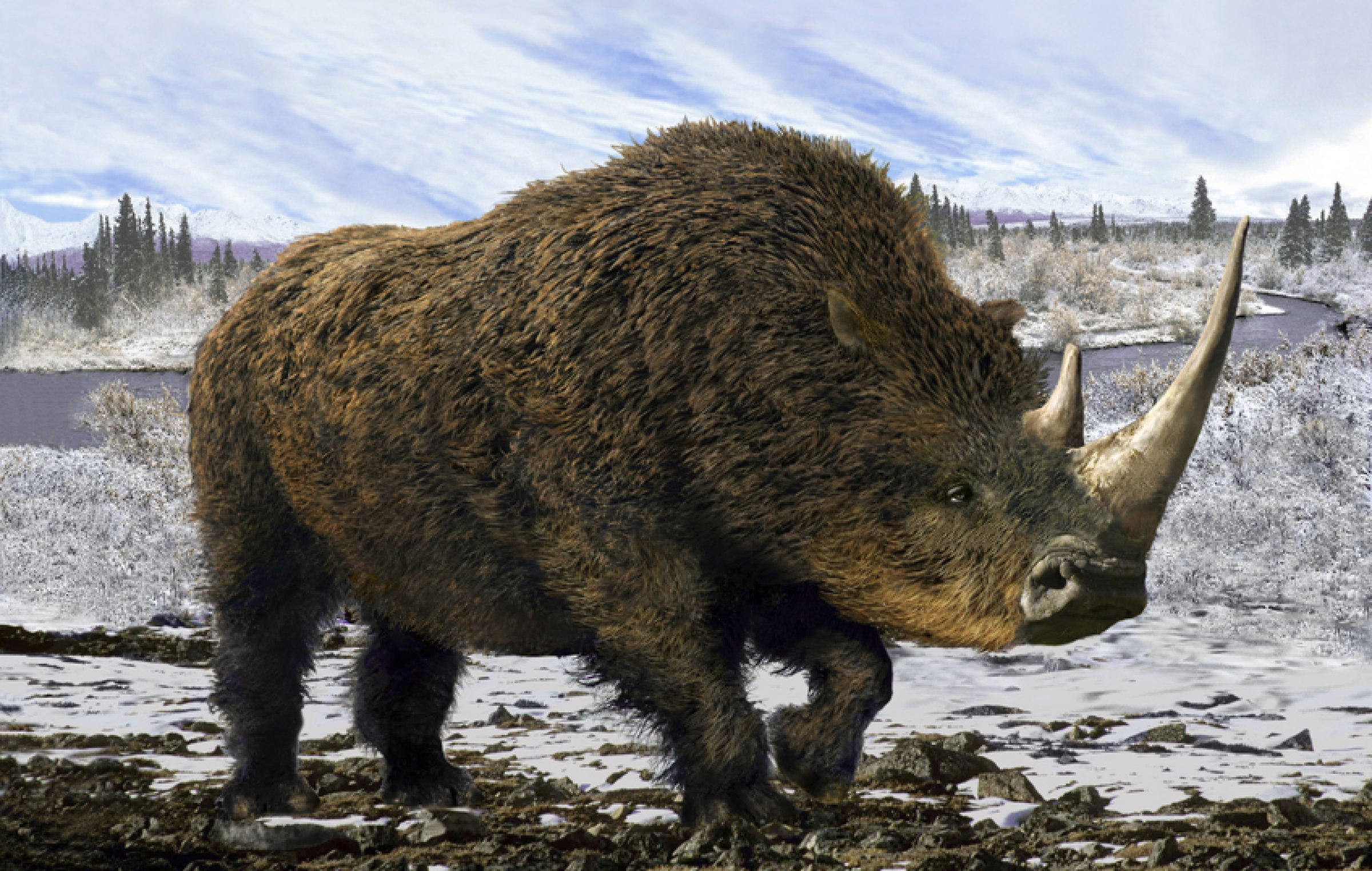 Wolharige neushoorn – Informatie Begin