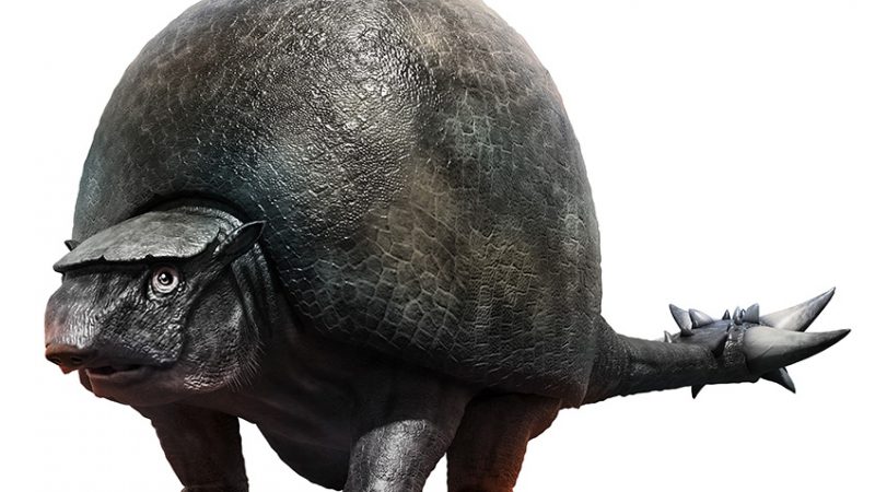 oertijd – Informatie Begin