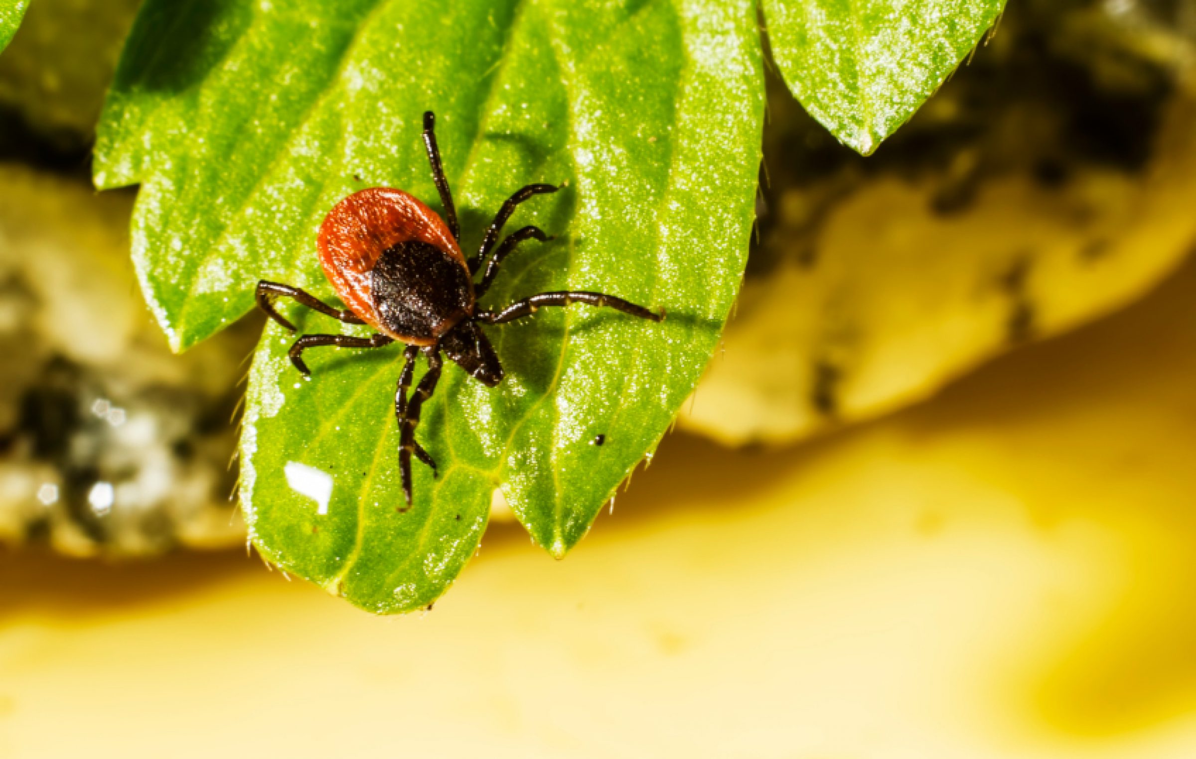Gevolgen van een teek – Informatie Begin