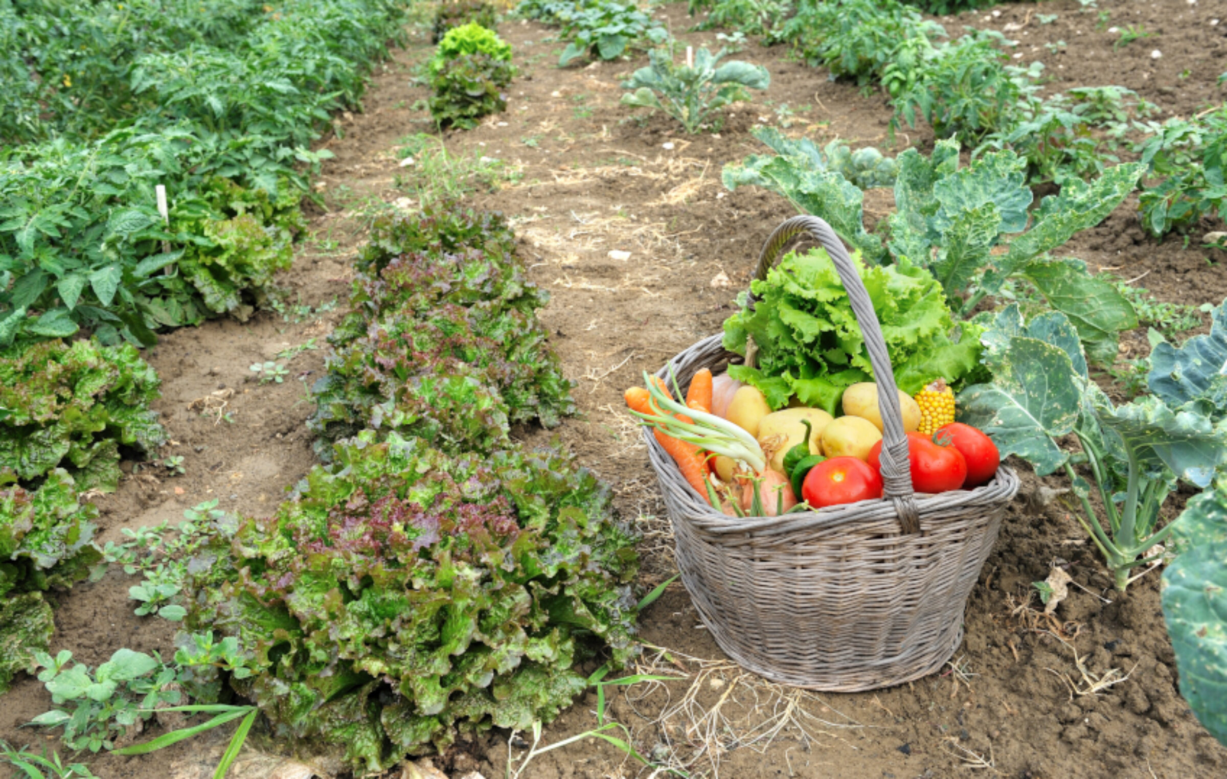 Moestuinen – Informatie Begin