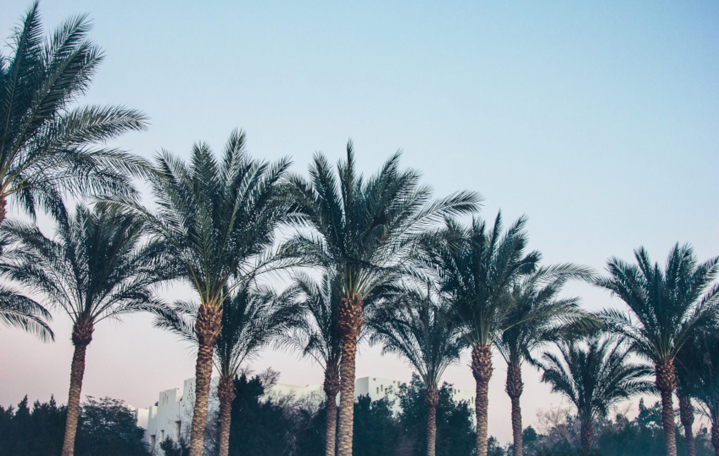 De palmboom – Informatie Begin