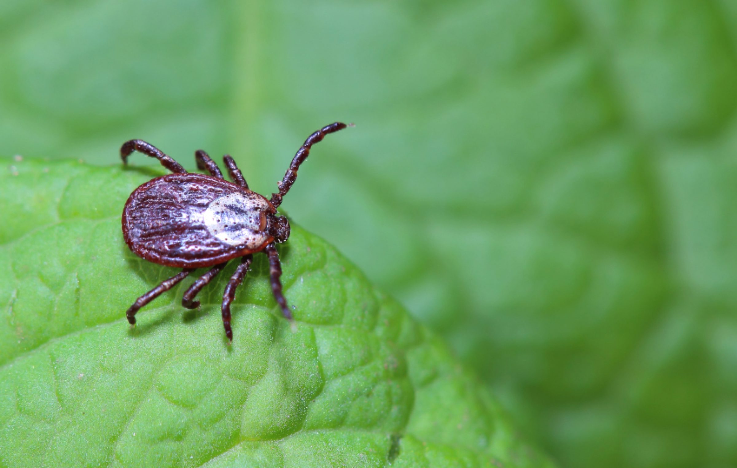 Voorkomen – Het voorkomen van een teek – Informatie Begin