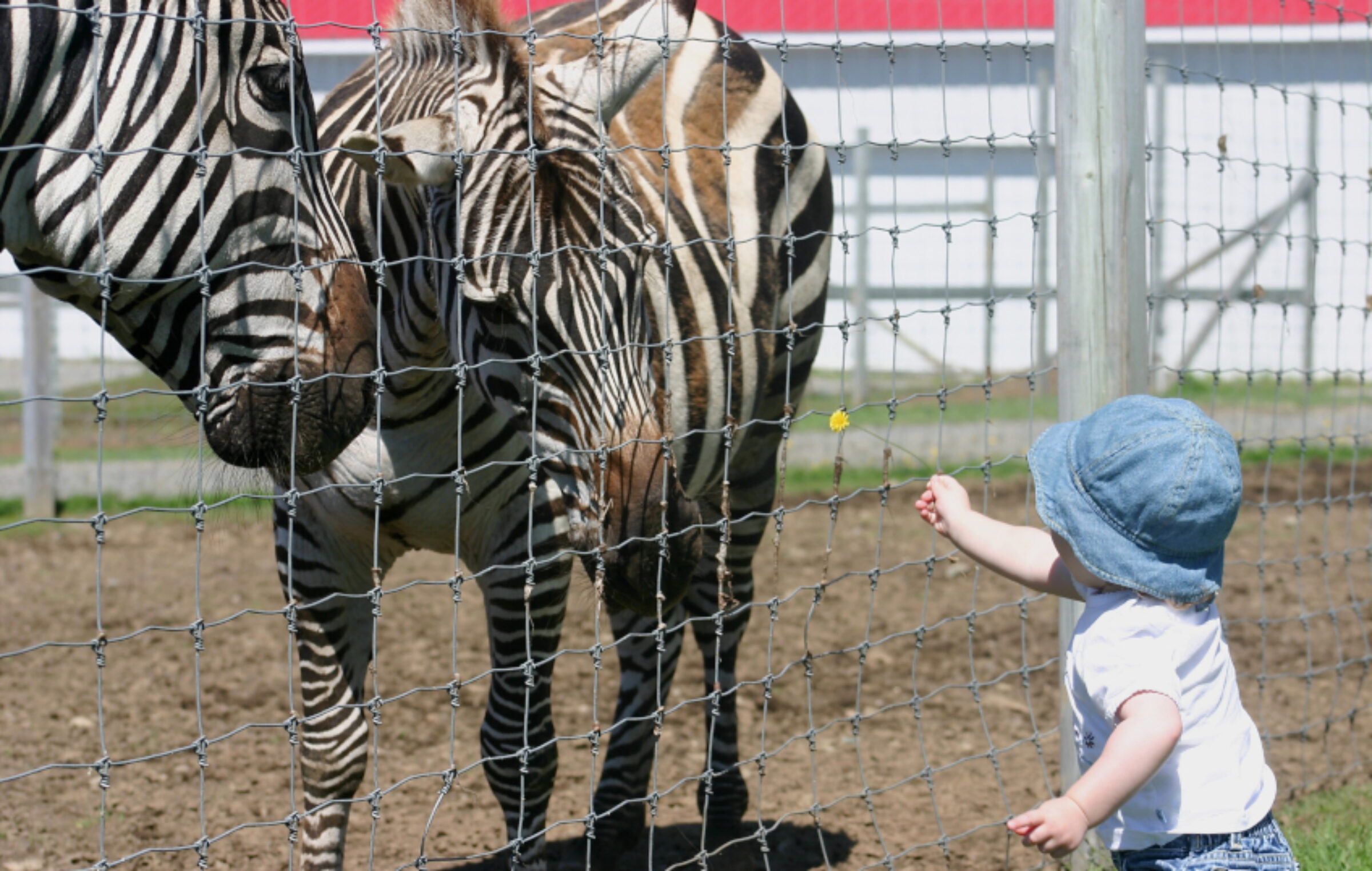 Wildlands – Informatie Begin